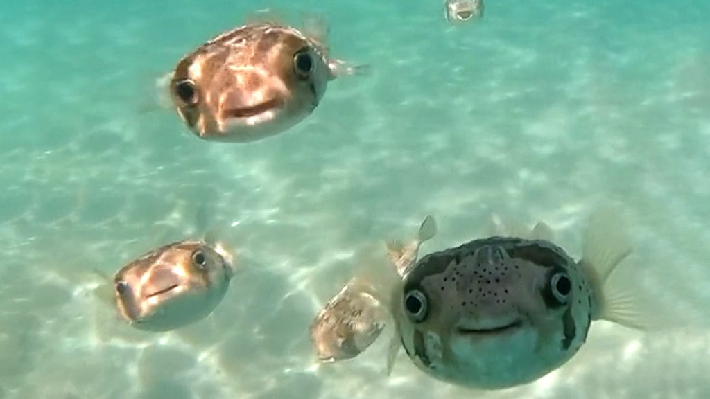 Surprising Facts About Fish